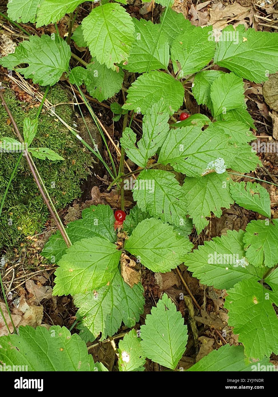 Stone Bramble (Rubus saxatilis Stock Photo - Alamy