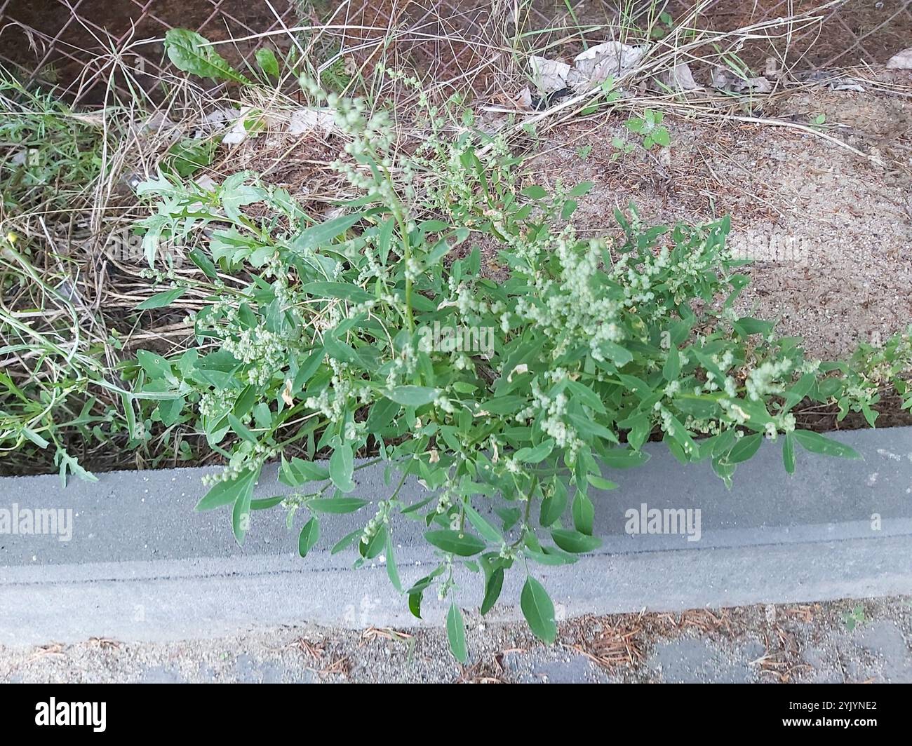 Common Lambsquarters (Chenopodium album Stock Photo - Alamy