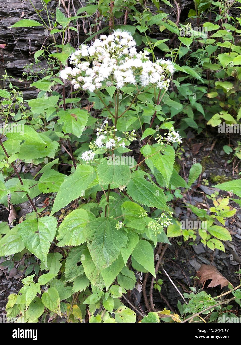 white snakeroot (Ageratina altissima Stock Photo - Alamy