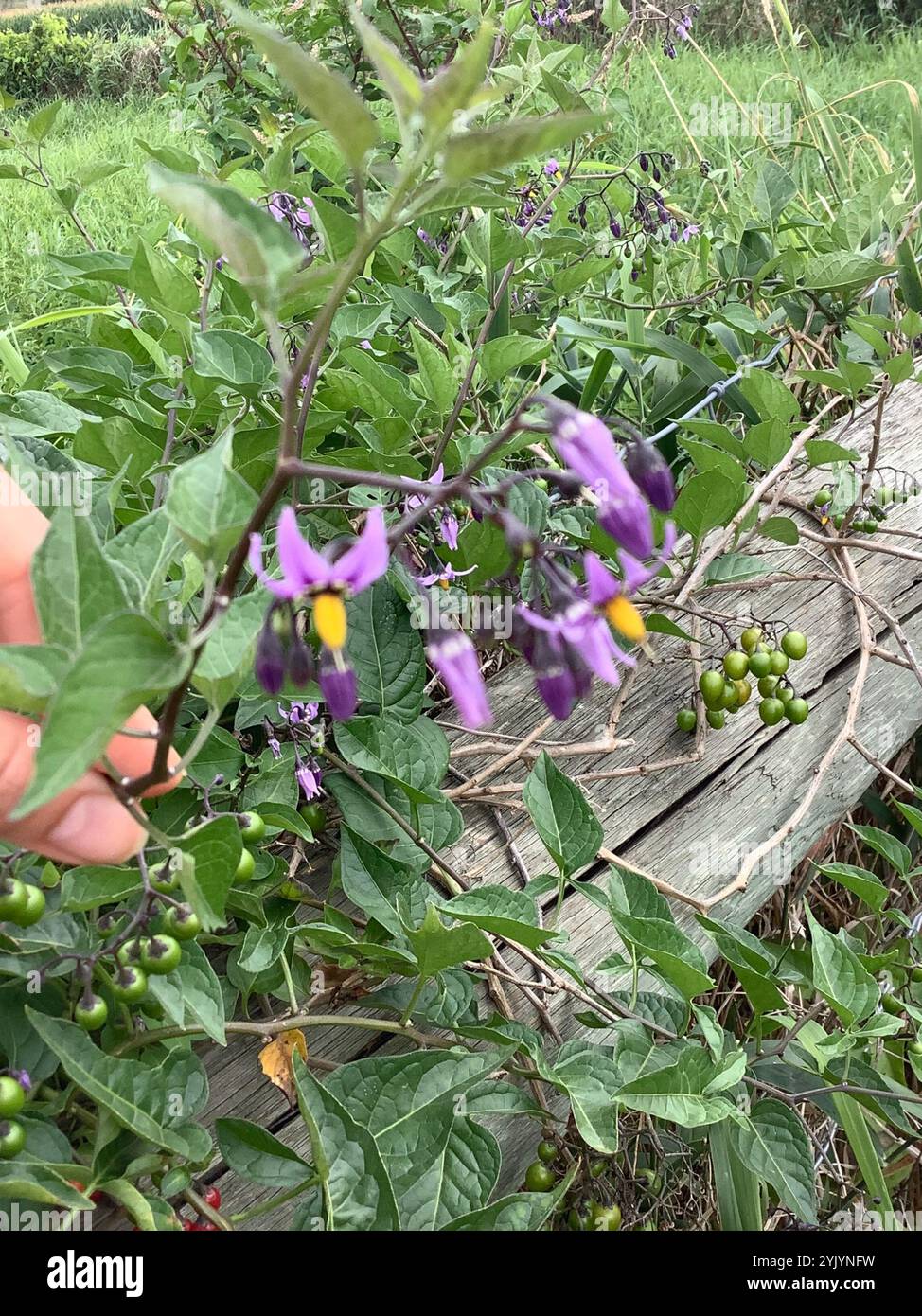 bittersweet nightshade (Solanum dulcamara Stock Photo - Alamy