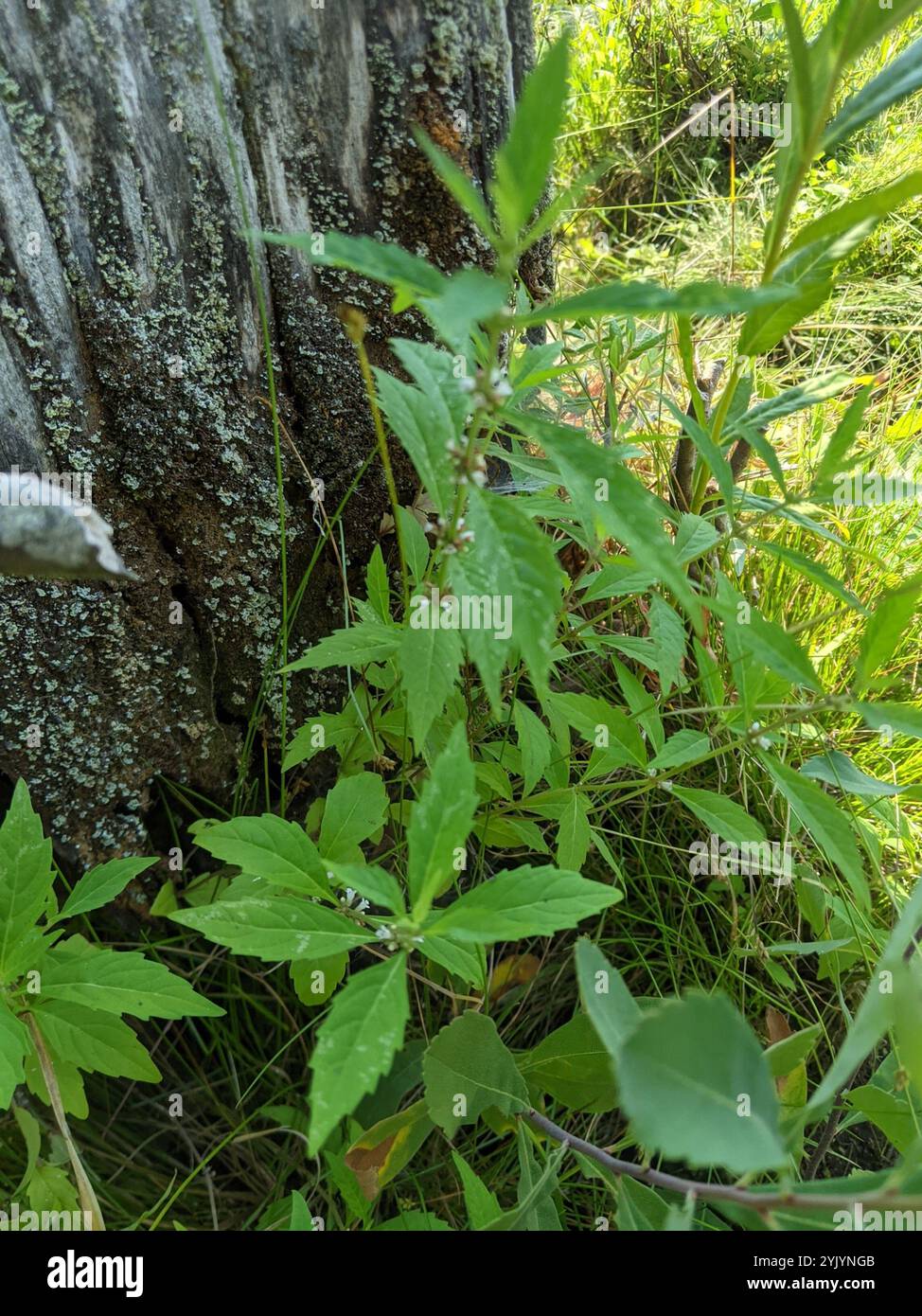 northern bugleweed (Lycopus uniflorus Stock Photo - Alamy