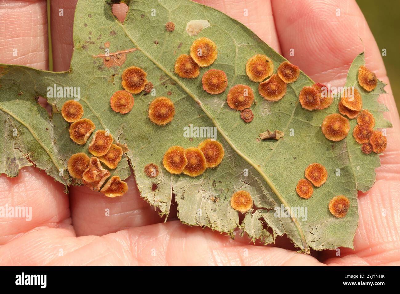 Common Spangle Gall Wasp (Neuroterus quercusbaccarum Stock Photo - Alamy