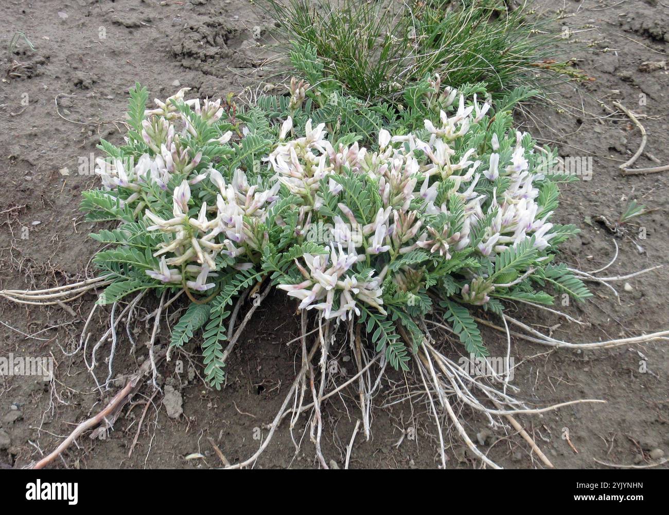 Ground-plum (Astragalus crassicarpus Stock Photo - Alamy