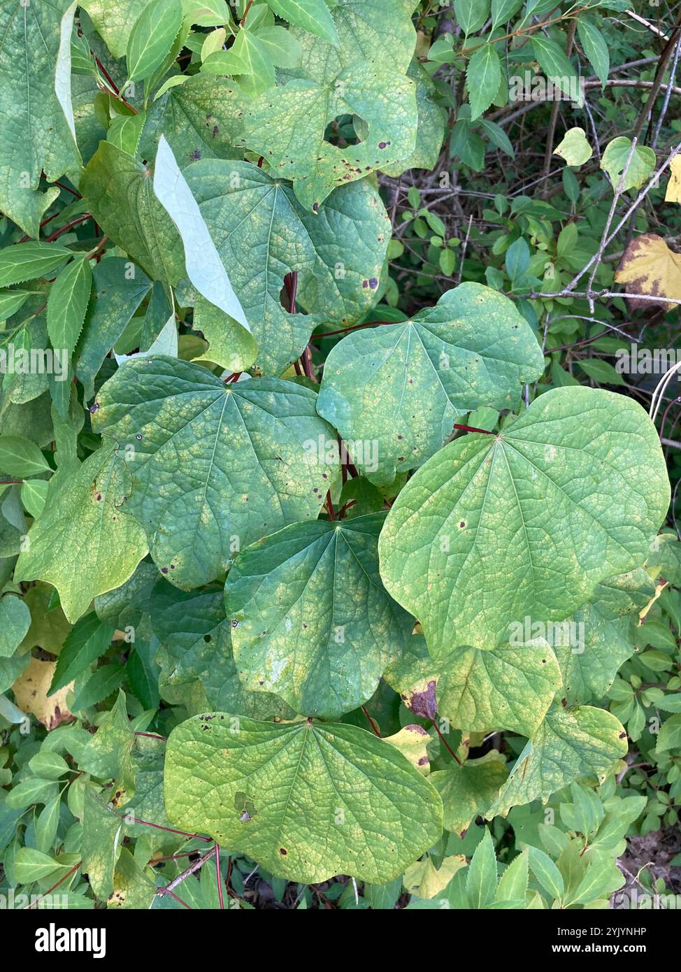 moonseed (Menispermum canadense Stock Photo - Alamy
