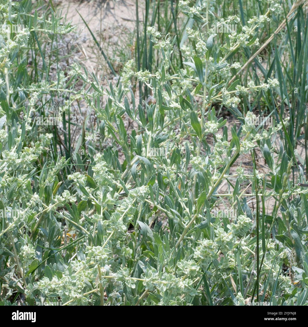 Chenopodioideae subfamily hi-res stock photography and images - Alamy