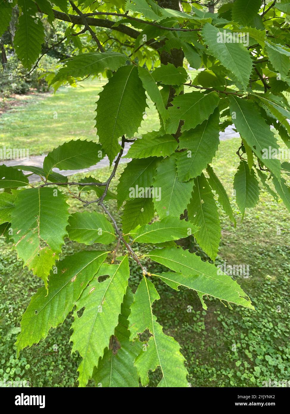 American chestnut (Castanea dentata Stock Photo - Alamy