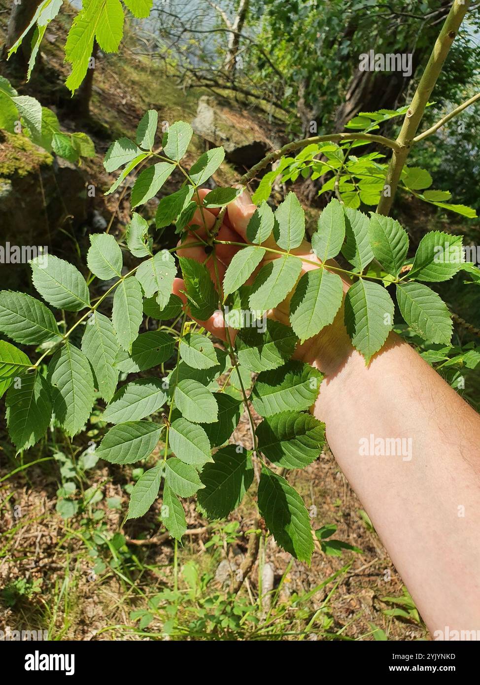 European ash (Fraxinus excelsior Stock Photo - Alamy