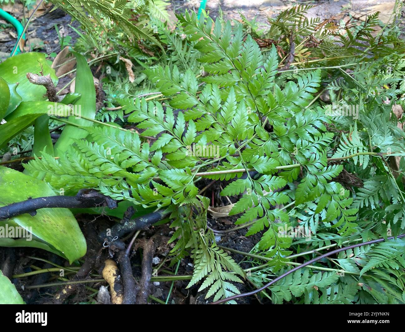leatherleaf fern (Rumohra adiantiformis Stock Photo - Alamy