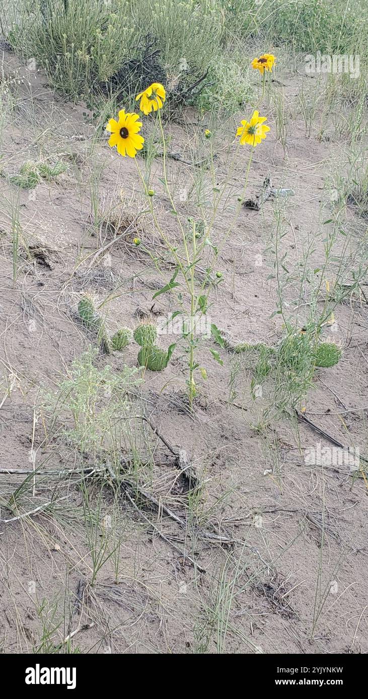 prairie sunflower (Helianthus petiolaris Stock Photo - Alamy