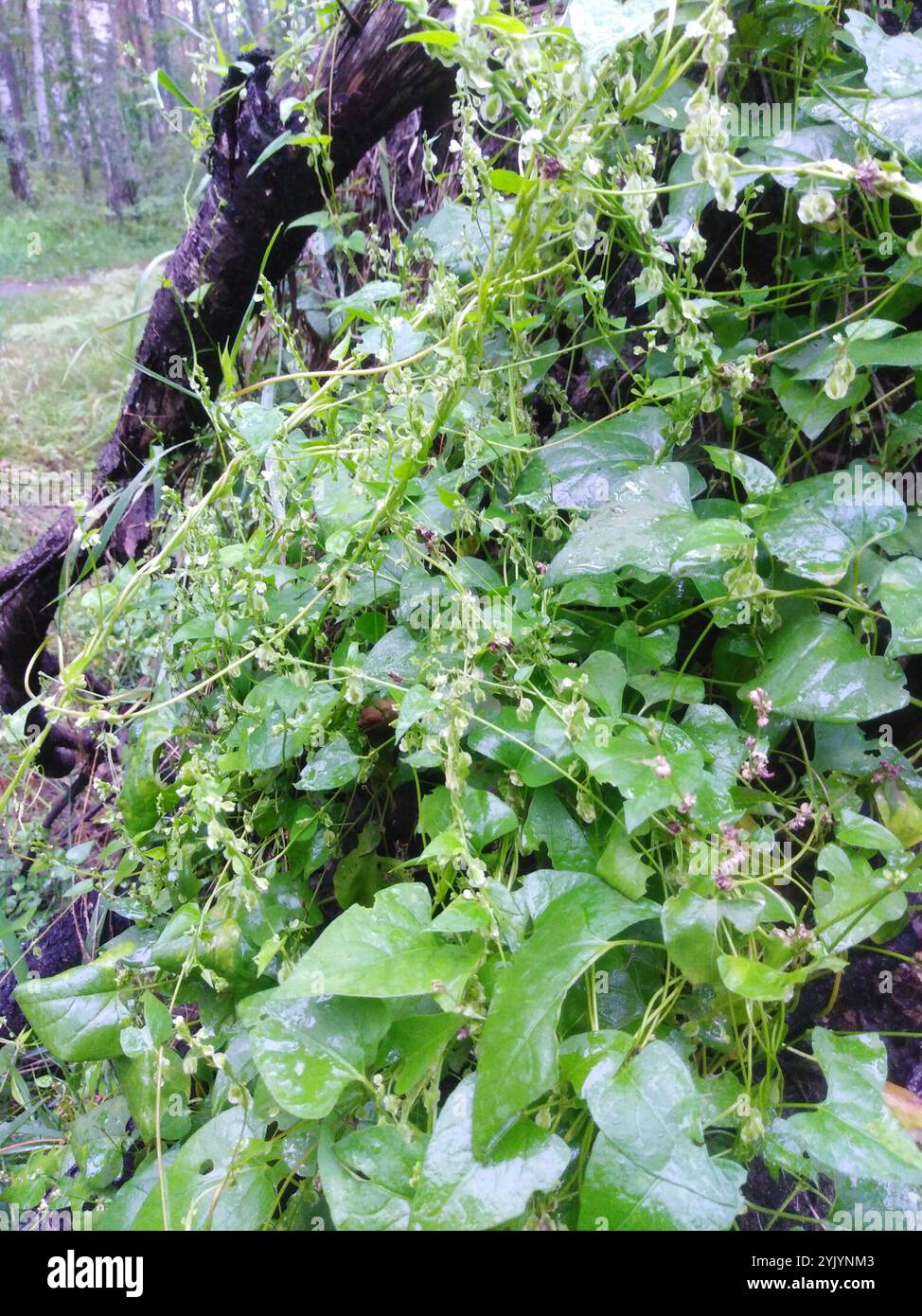 Copse-bindweed (Fallopia dumetorum Stock Photo - Alamy