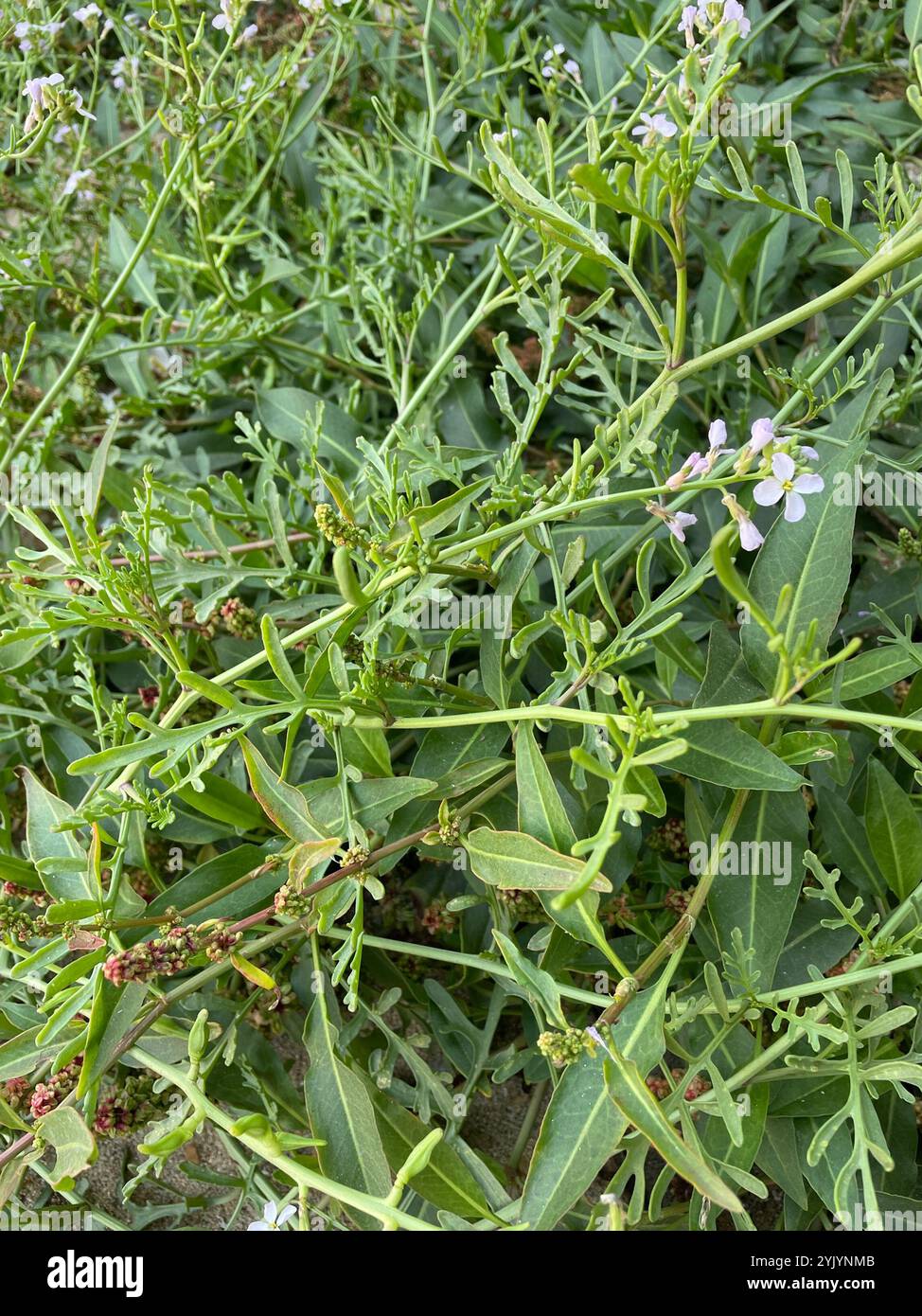 European Searocket (Cakile maritima Stock Photo - Alamy