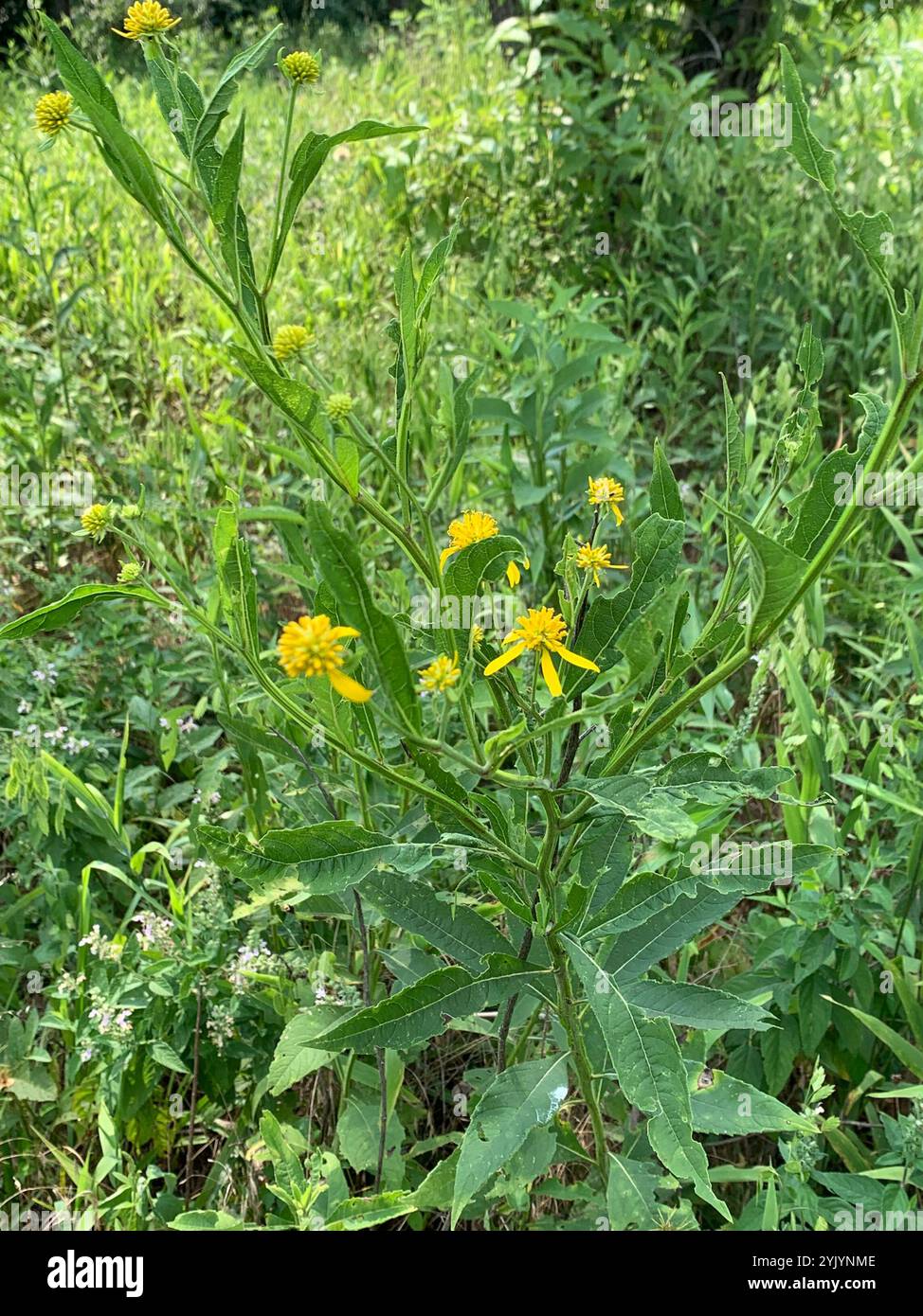 Wingstem (Verbesina alternifolia Stock Photo - Alamy
