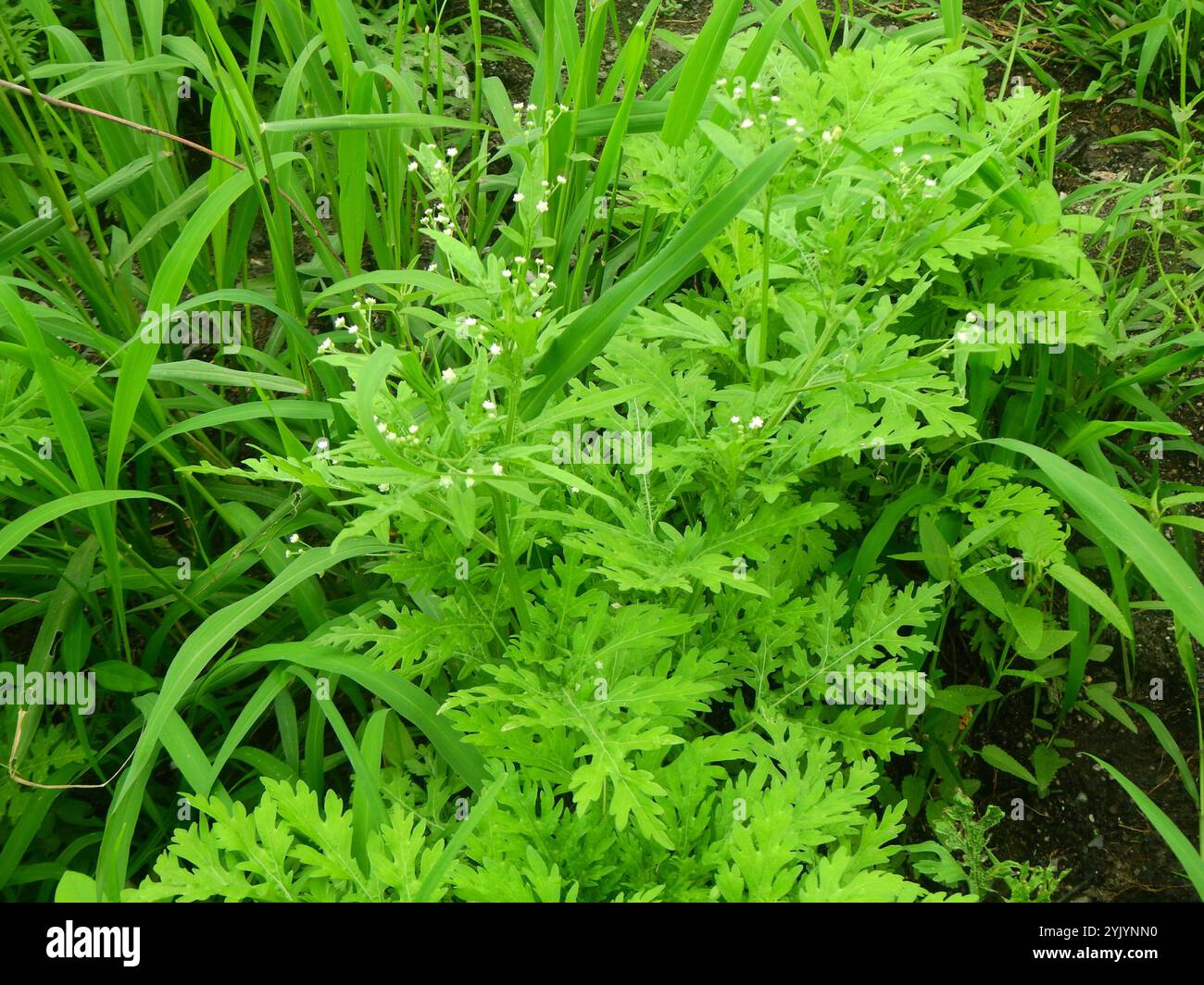 Santa Maria feverfew (Parthenium hysterophorus Stock Photo - Alamy