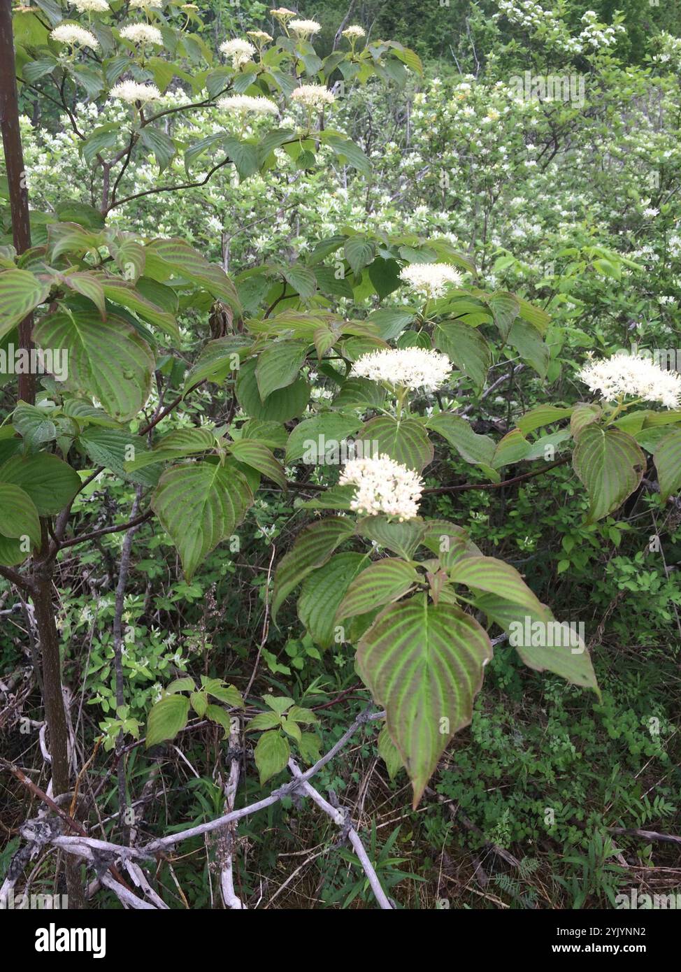 alternate-leaved dogwood (Cornus alternifolia Stock Photo - Alamy