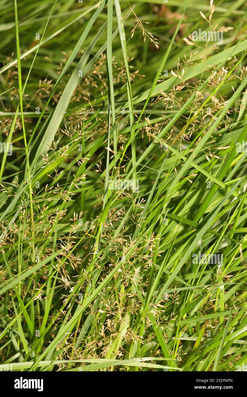 colonial bent (Agrostis capillaris Stock Photo - Alamy