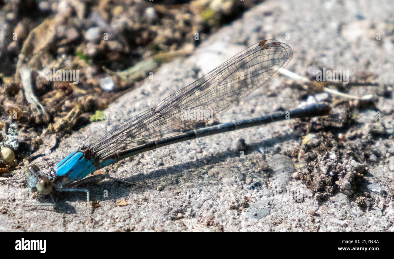 Blue-fronted Dancer (Argia apicalis Stock Photo - Alamy