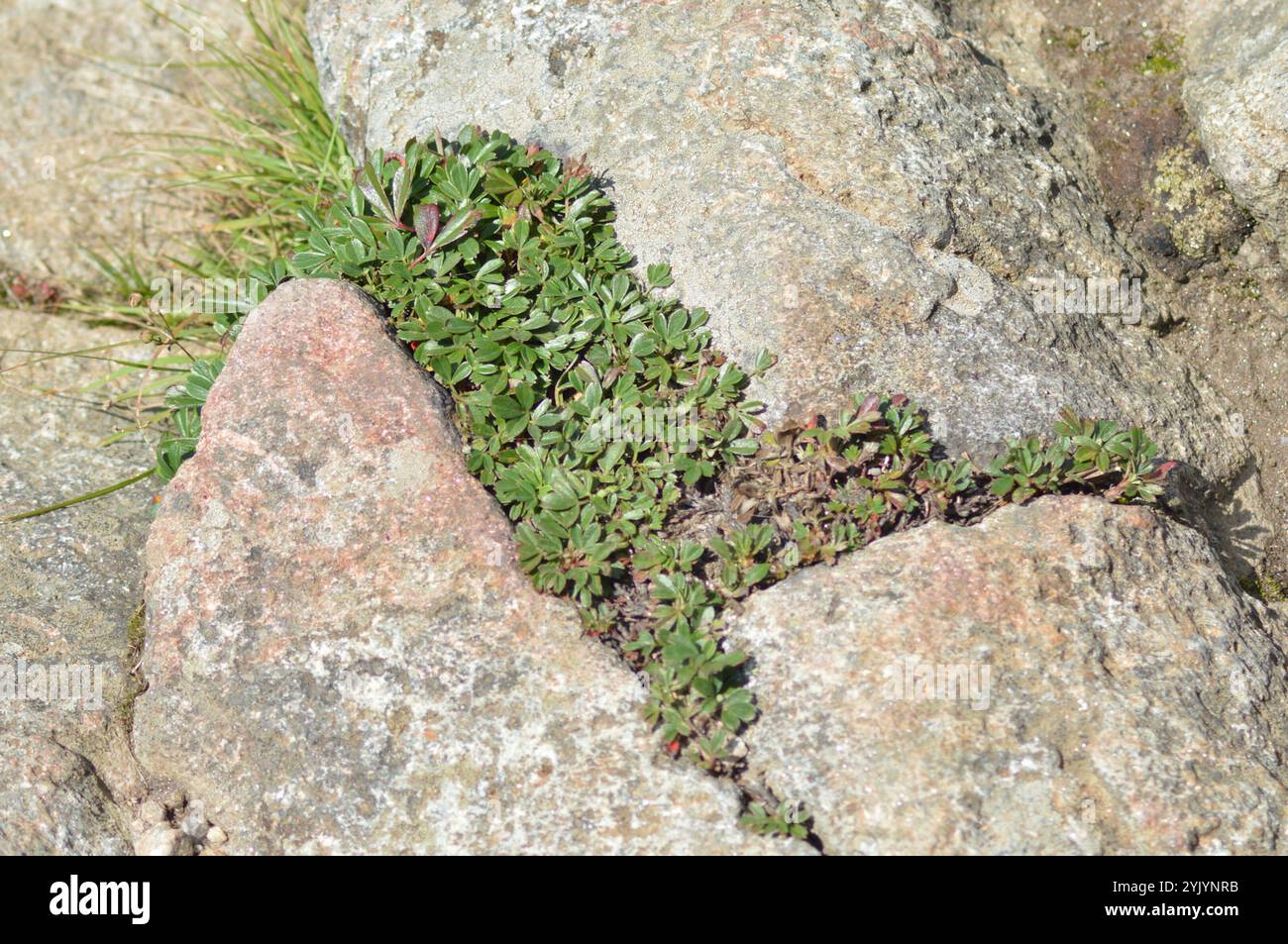 three-toothed cinquefoil (Sibbaldiopsis tridentata Stock Photo - Alamy