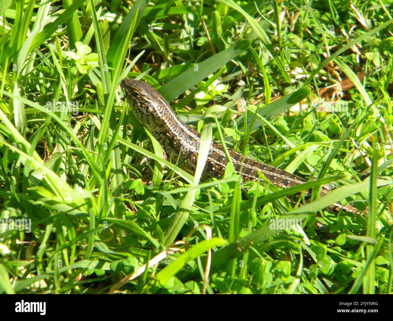 Cape Skink (Trachylepis capensis Stock Photo - Alamy