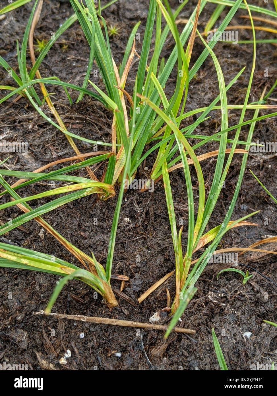 golden sedge (Carex aurea Stock Photo - Alamy