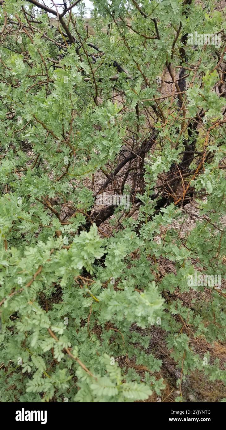 desert ironwood (Olneya tesota Stock Photo - Alamy