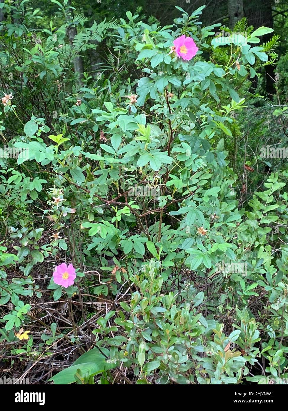 swamp rose (Rosa palustris Stock Photo - Alamy
