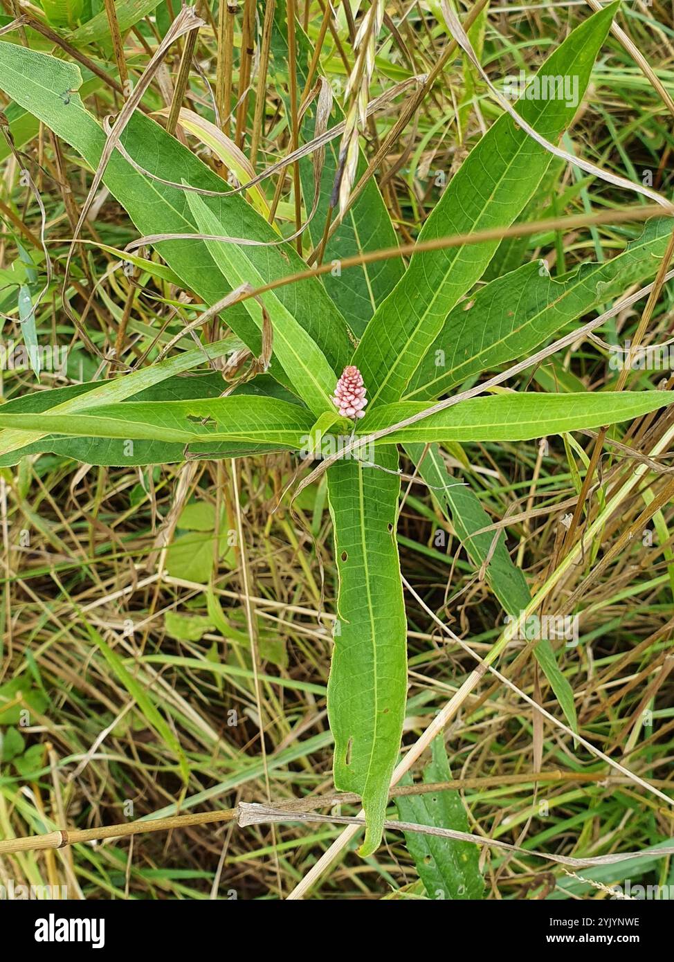 water smartweed (Persicaria amphibia Stock Photo - Alamy