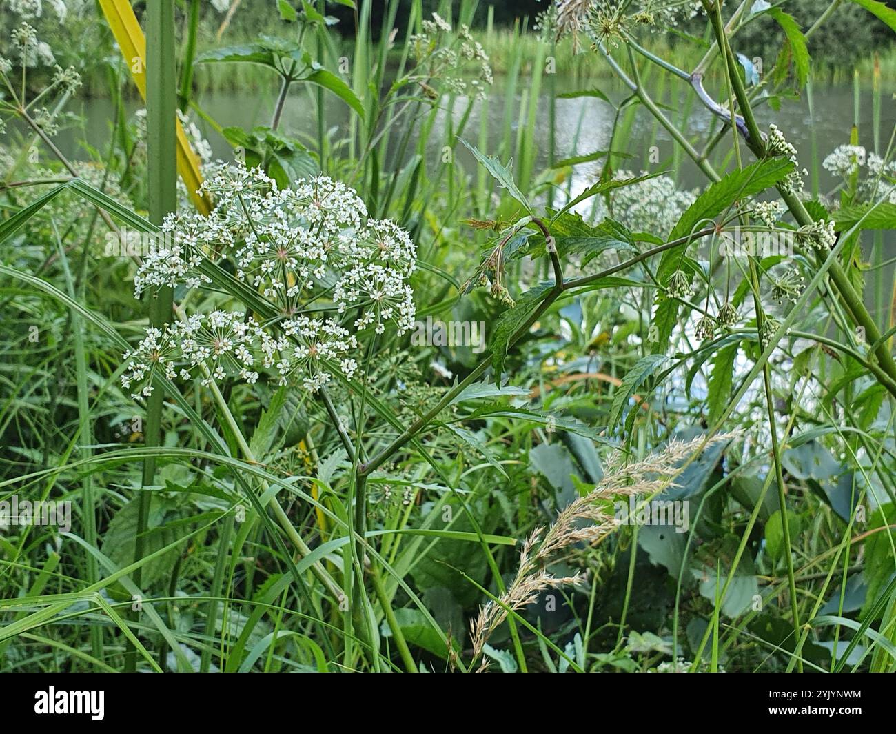 Cowbane (Cicuta virosa Stock Photo - Alamy