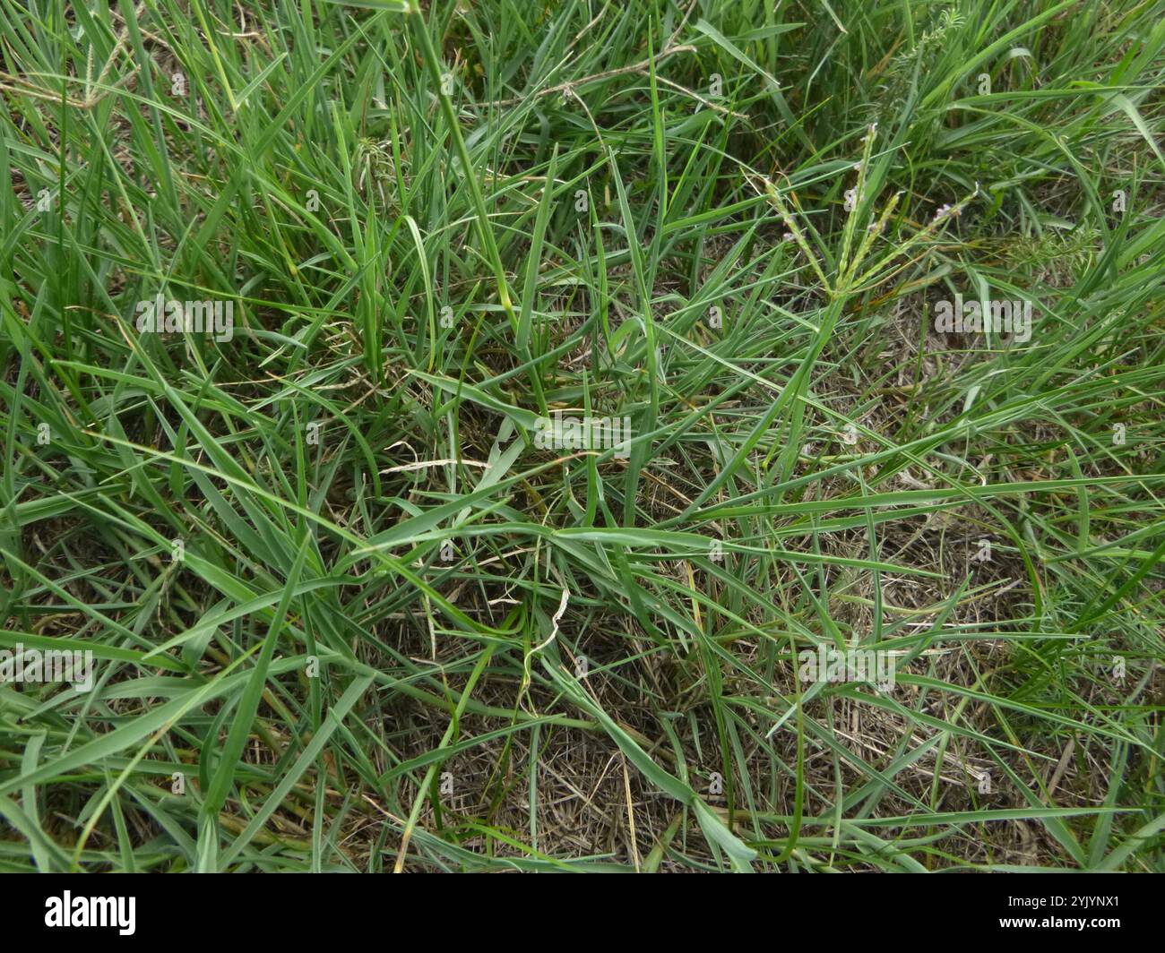 Bermuda grass (Cynodon dactylon Stock Photo - Alamy