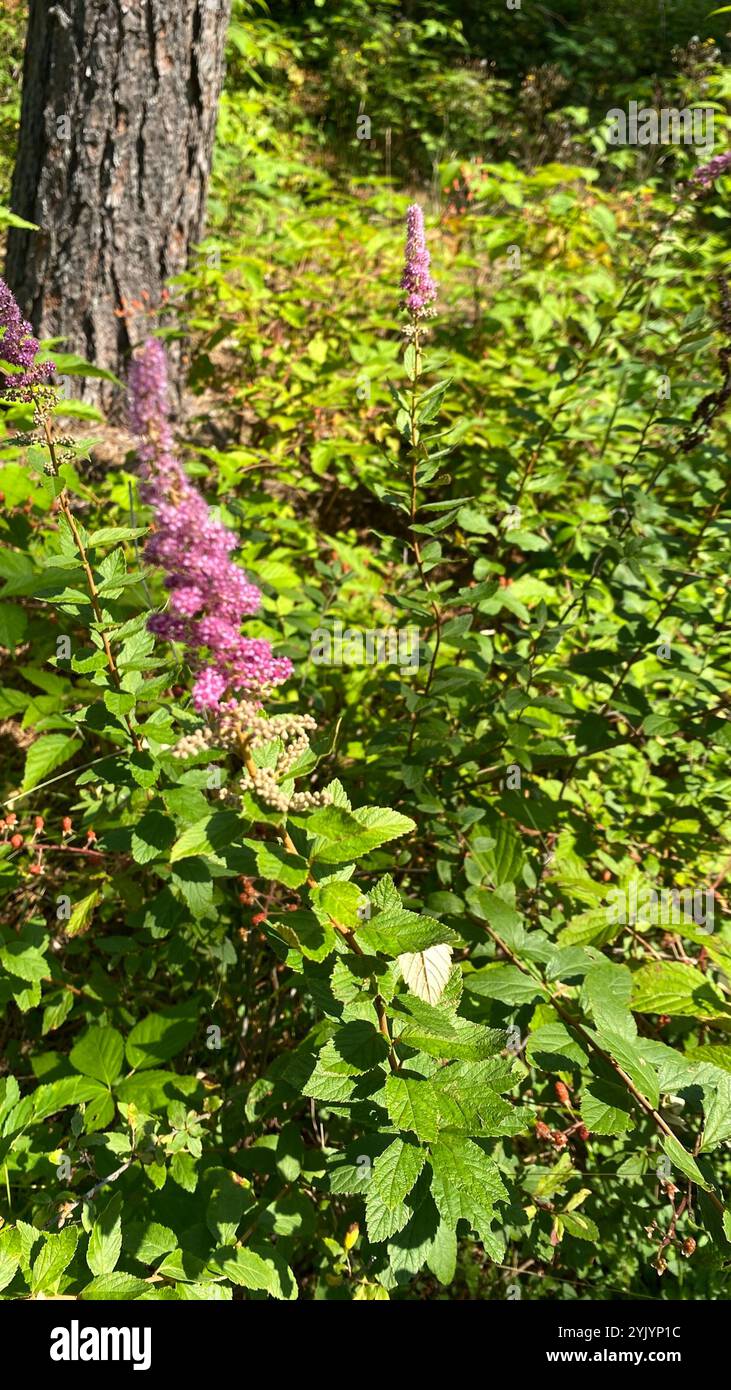 Steeplebush (Spiraea tomentosa Stock Photo - Alamy