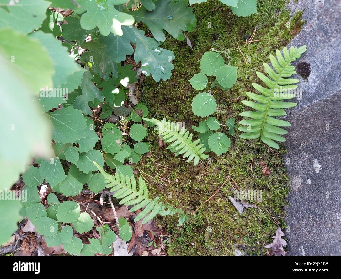 common polypody (Polypodium vulgare Stock Photo - Alamy