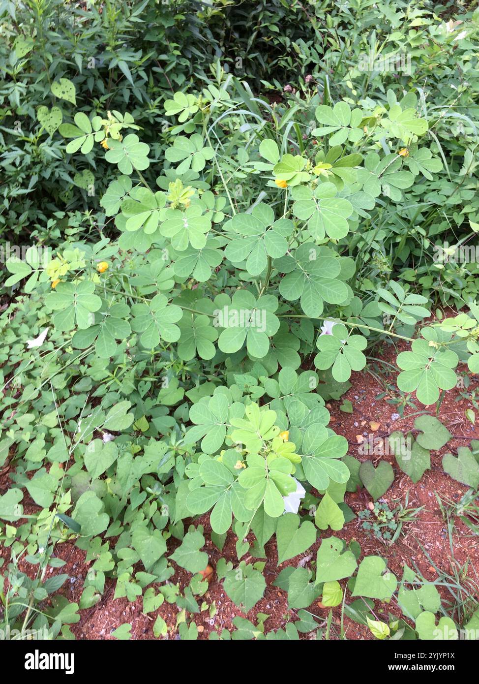American Sicklepod (Senna obtusifolia Stock Photo - Alamy