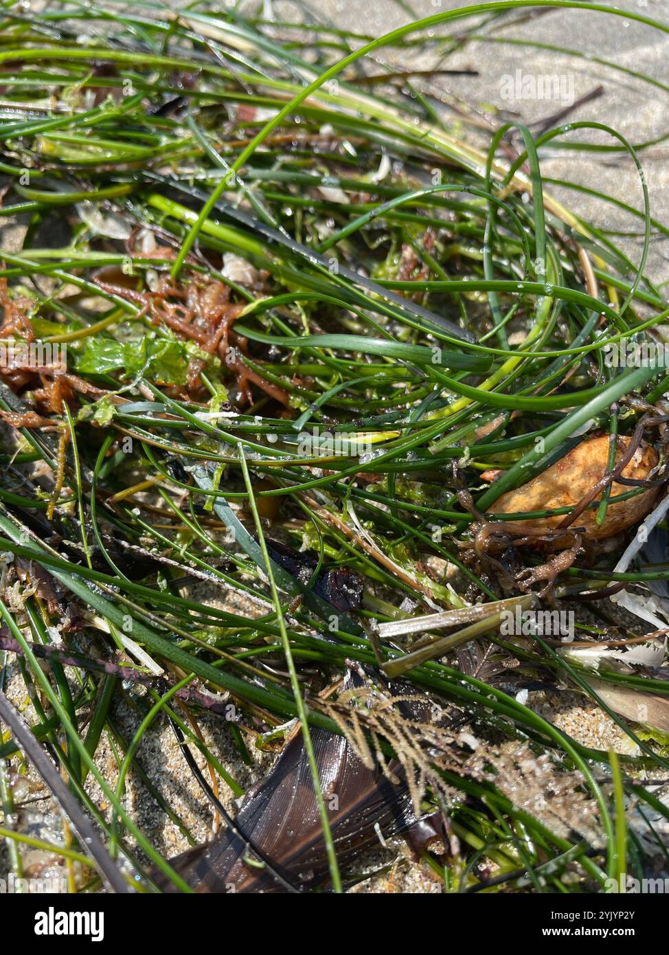 Surfgrass hi-res stock photography and images - Alamy