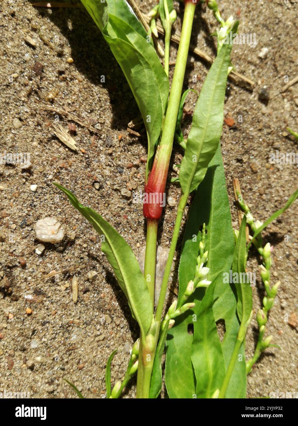 waterpepper (Persicaria hydropiper Stock Photo - Alamy