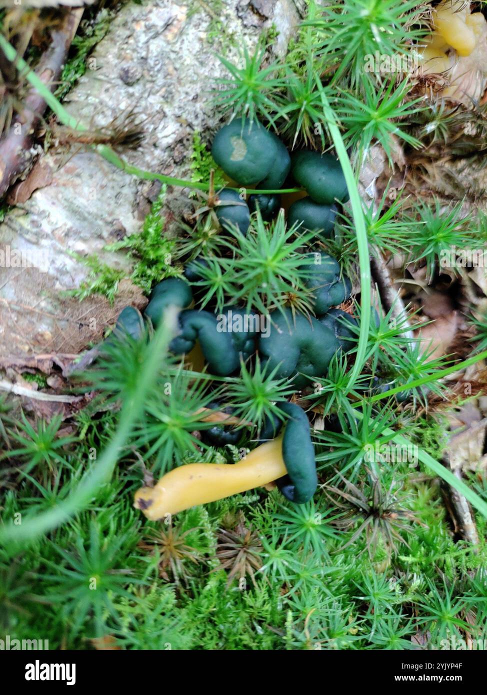 Chicken Lips (Leotia viscosa Stock Photo - Alamy