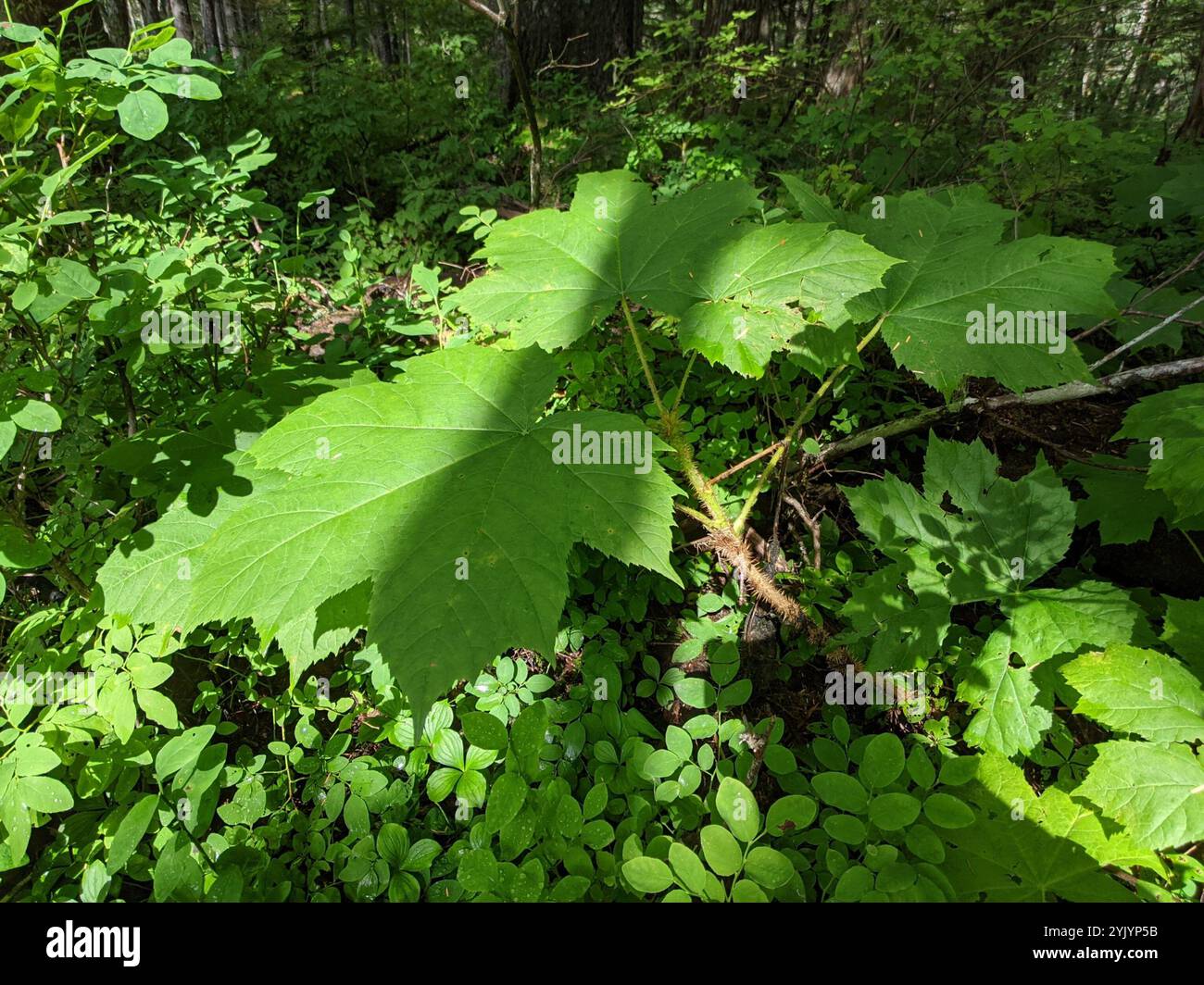 Devil's Club (Oplopanax horridus Stock Photo - Alamy