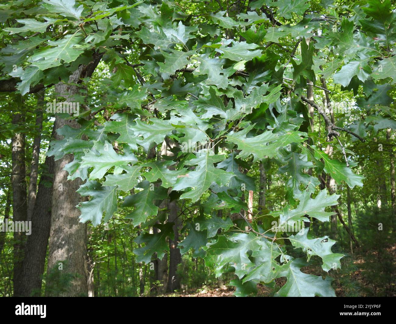 black oak (Quercus velutina Stock Photo - Alamy