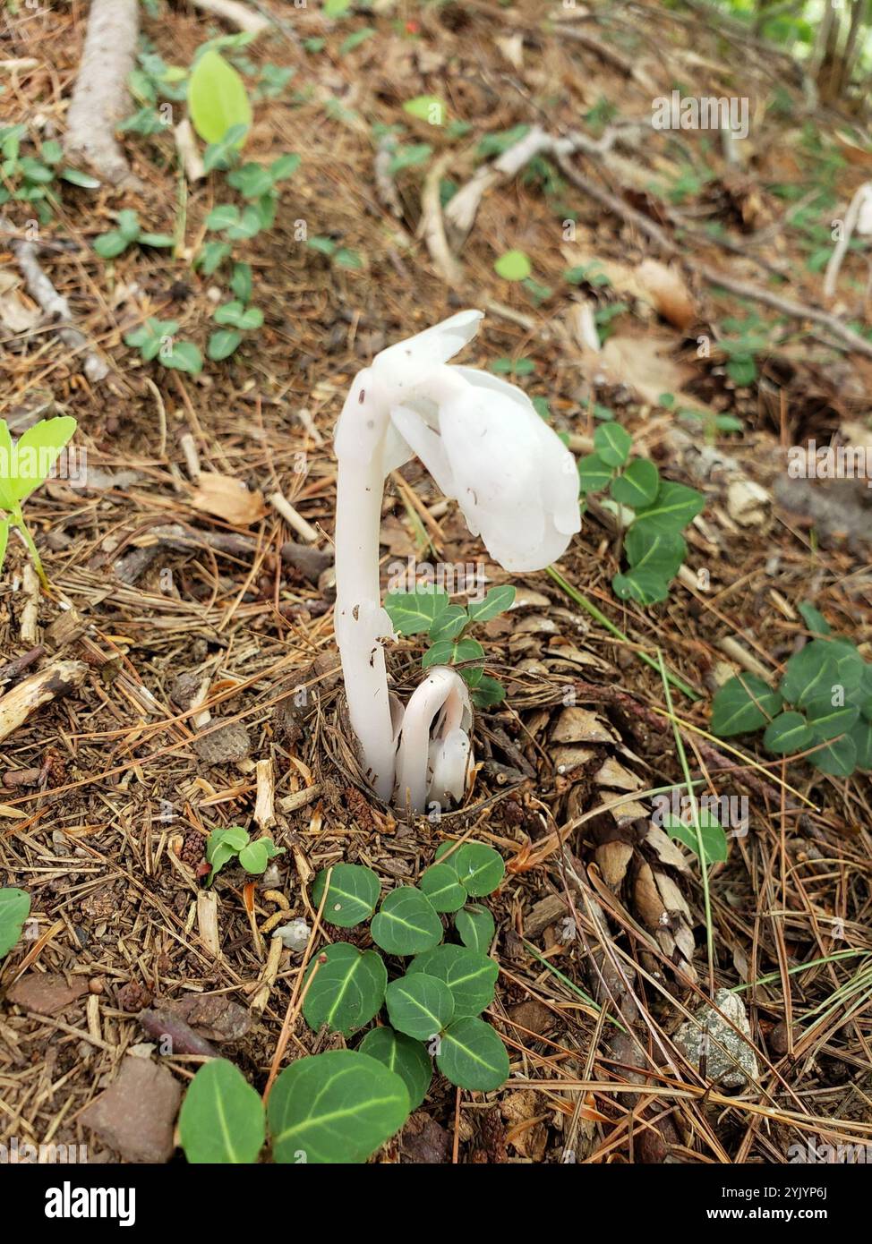 Ghost Pipe (Monotropa uniflora Stock Photo - Alamy
