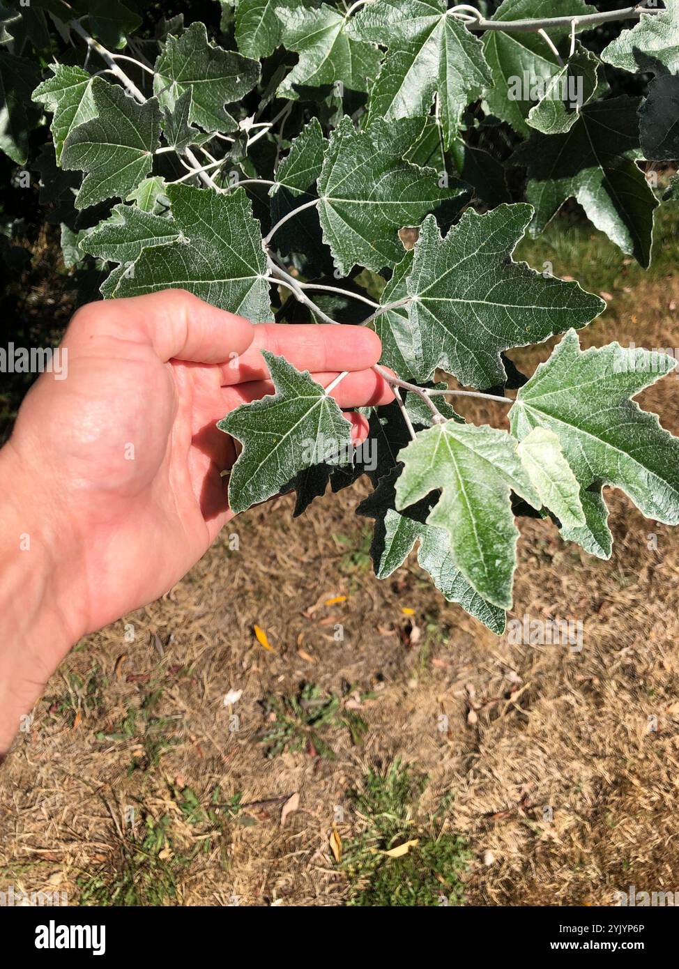 white poplar (Populus alba Stock Photo - Alamy
