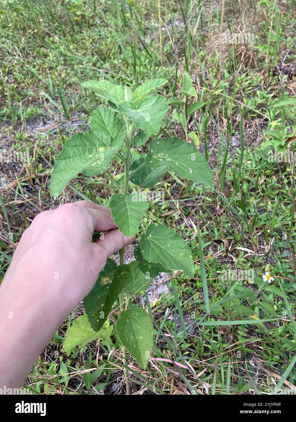 flannel weed (Sida cordifolia Stock Photo - Alamy