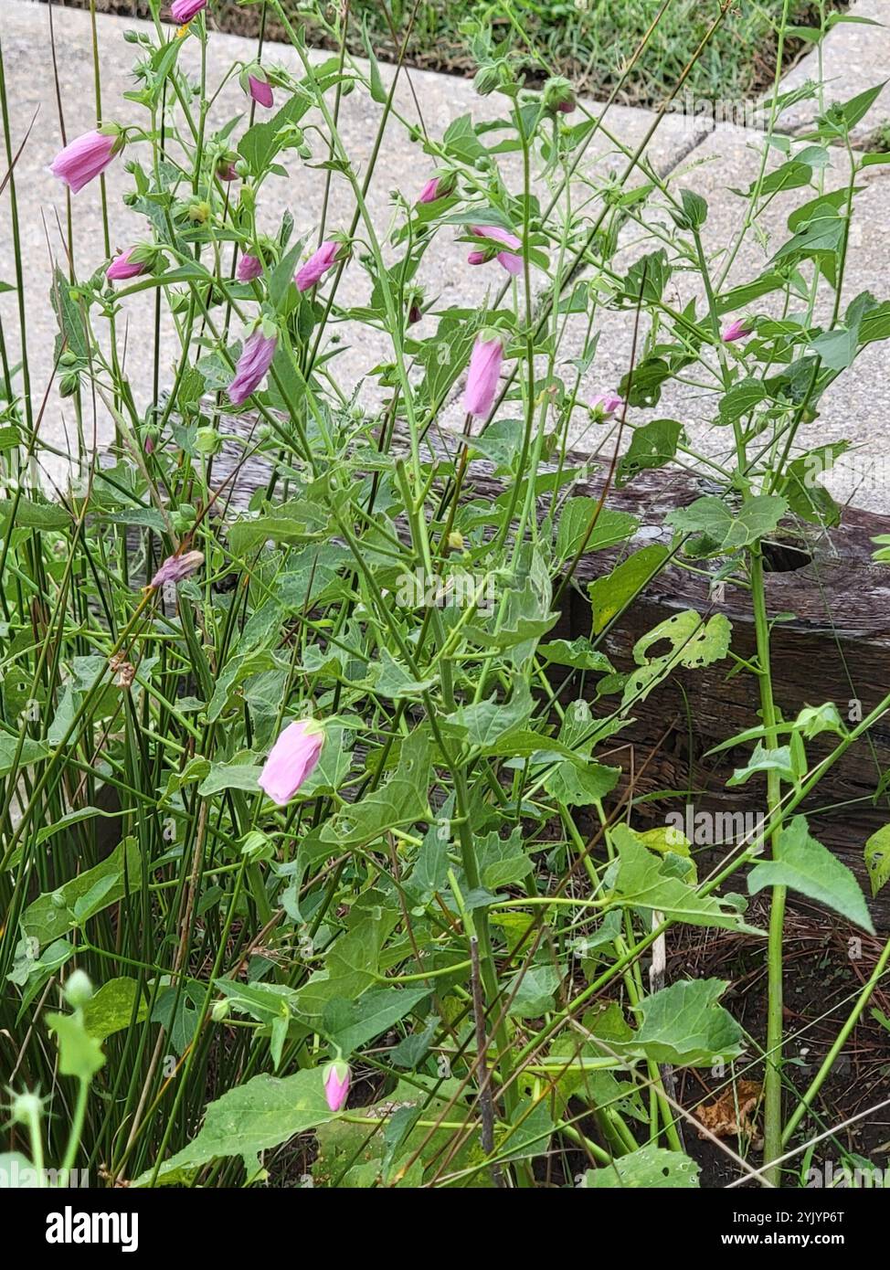 Saltmarsh mallow (Kosteletzkya pentacarpos Stock Photo - Alamy