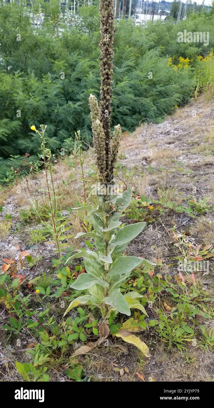 great mullein (Verbascum thapsus Stock Photo - Alamy
