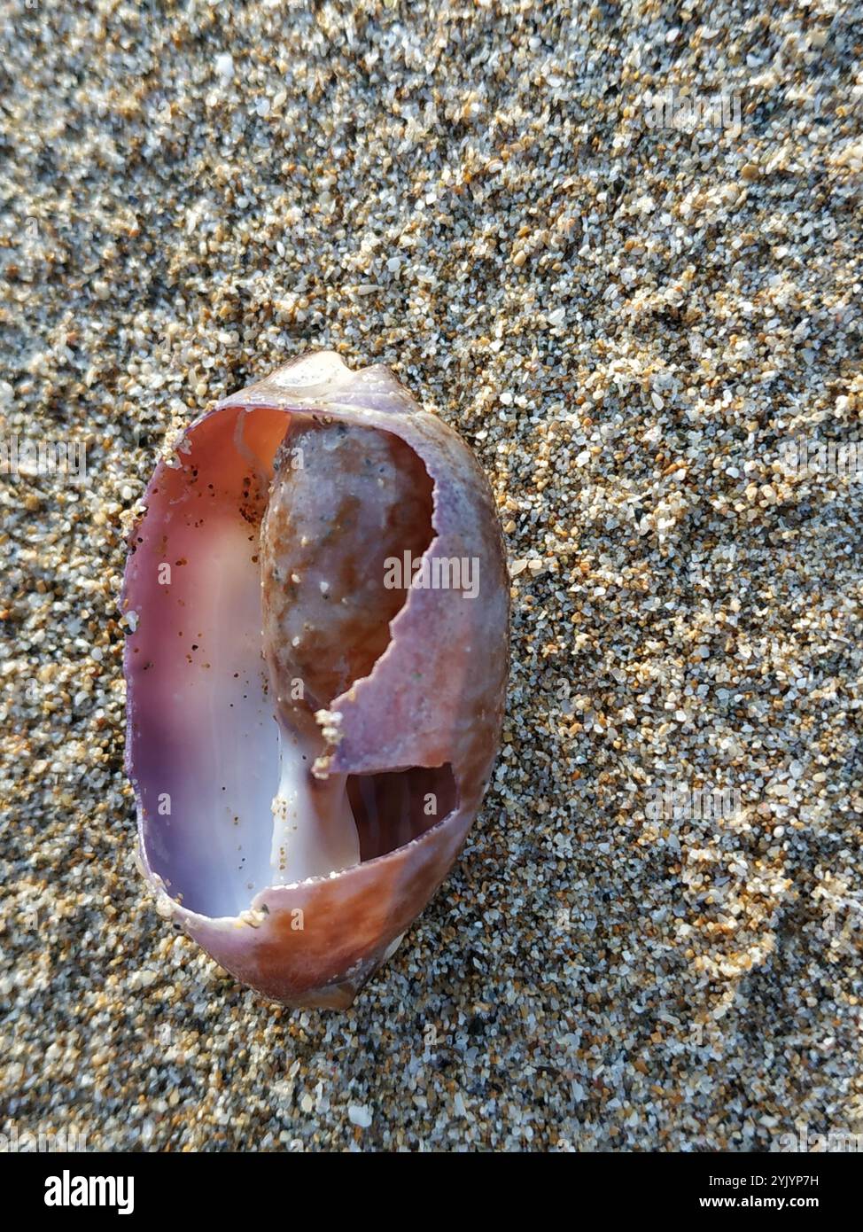 Mauritia arabica hi-res stock photography and images - Alamy