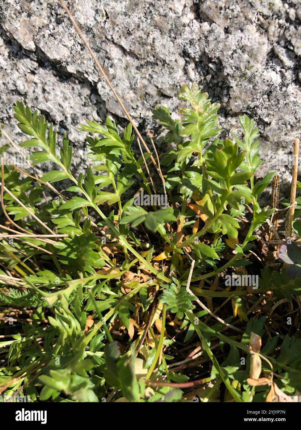 Ross' Avens (Geum rossii Stock Photo - Alamy