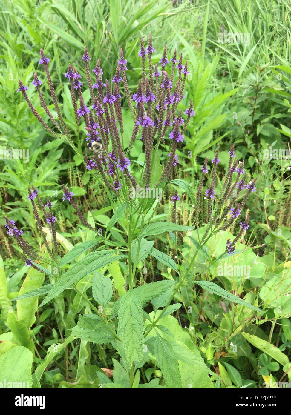 blue vervain (Verbena hastata Stock Photo - Alamy