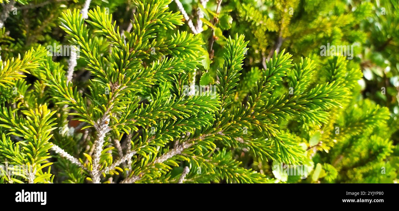 Siberian spruce (Picea obovata Stock Photo - Alamy