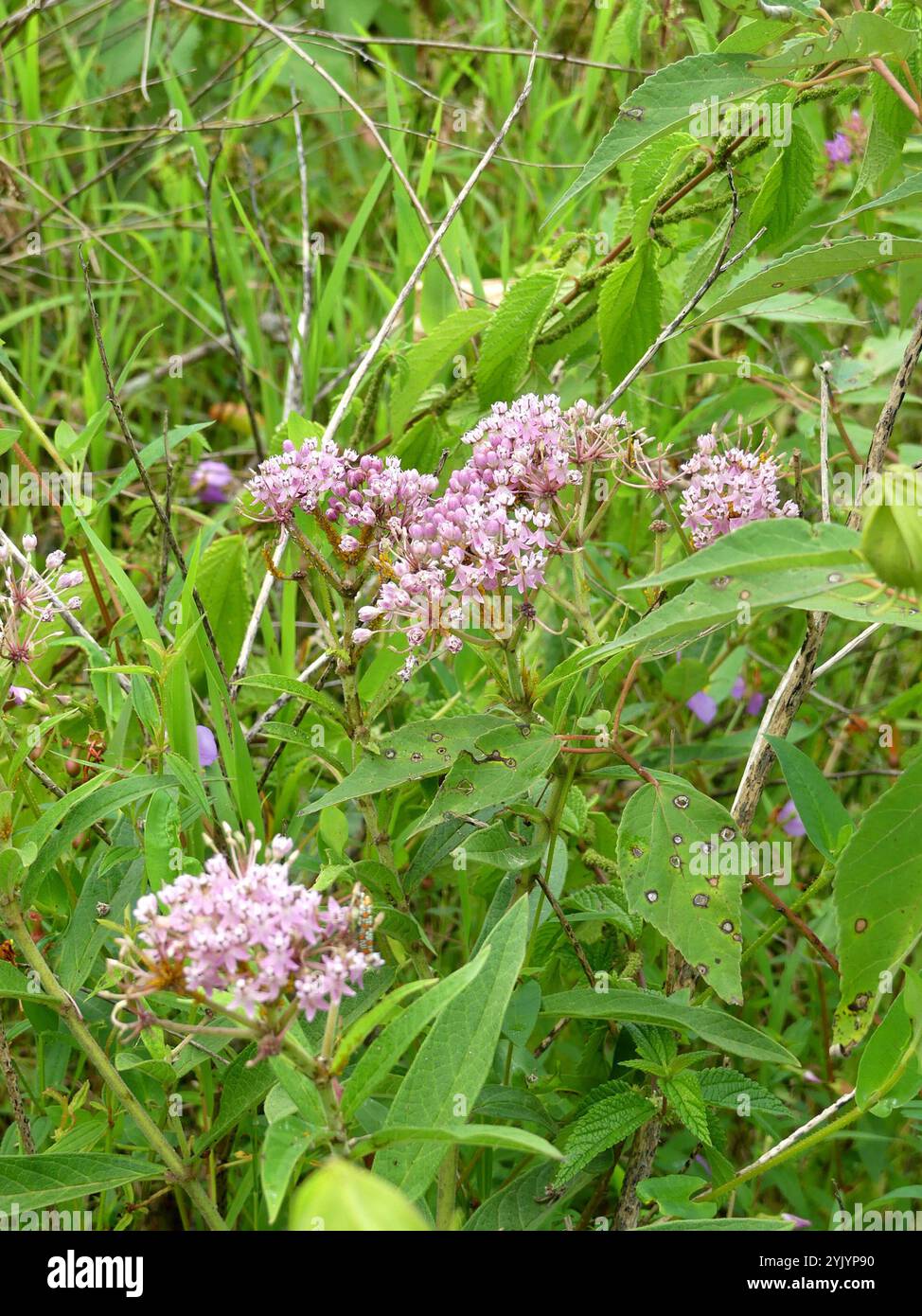 swamp milkweed (Asclepias incarnata Stock Photo - Alamy