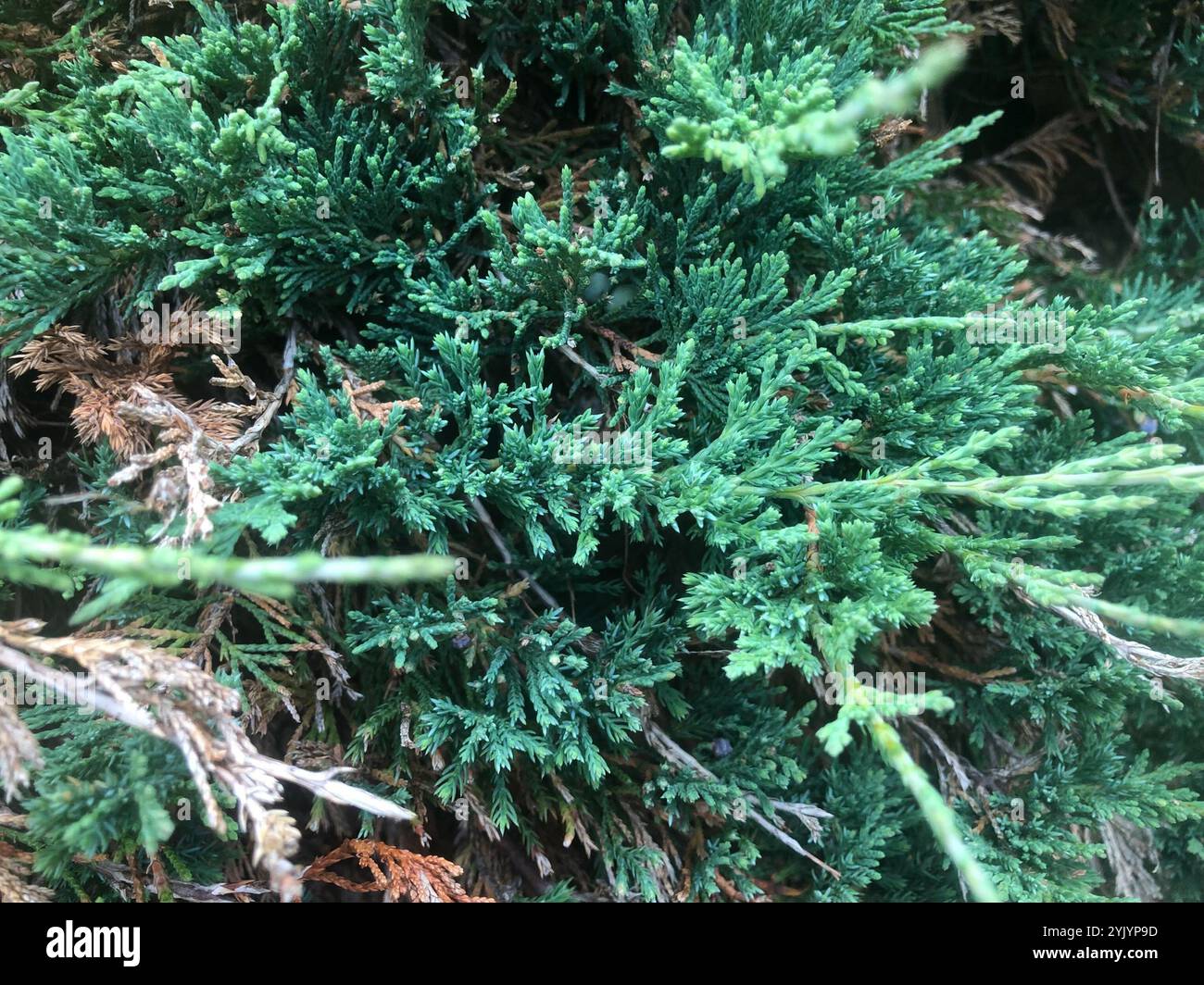 creeping juniper (Juniperus horizontalis Stock Photo - Alamy