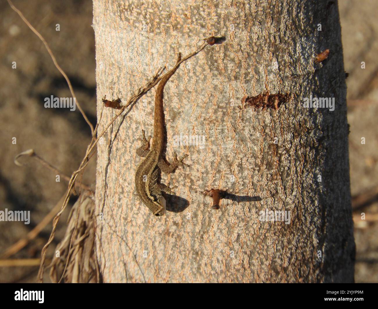 Common Dwarf Gecko (Lygodactylus capensis Stock Photo - Alamy