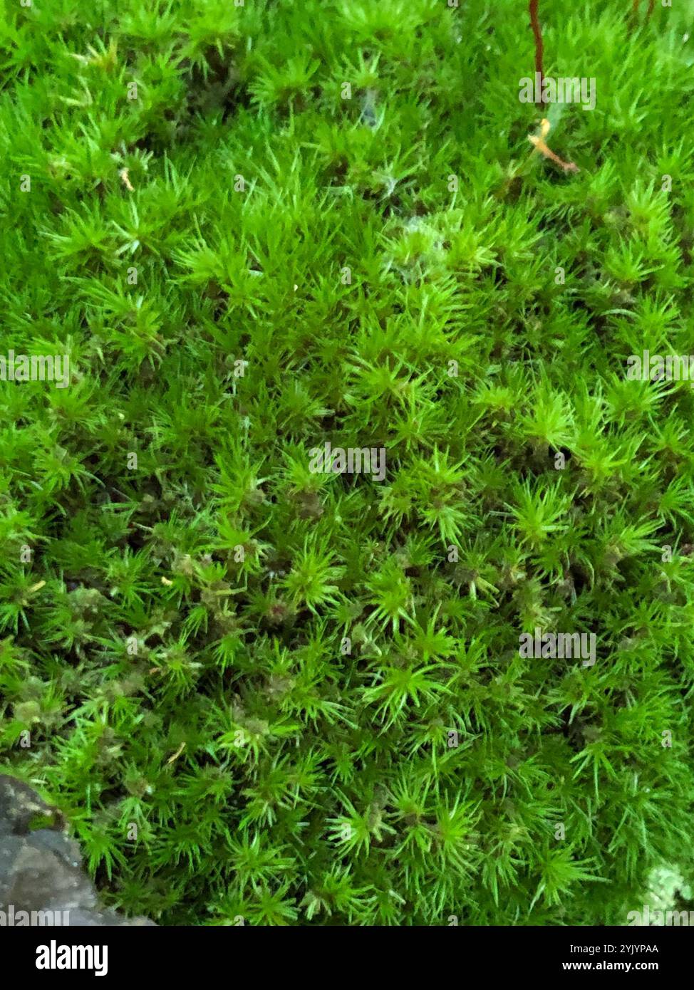 Dicranum viride hi-res stock photography and images - Alamy