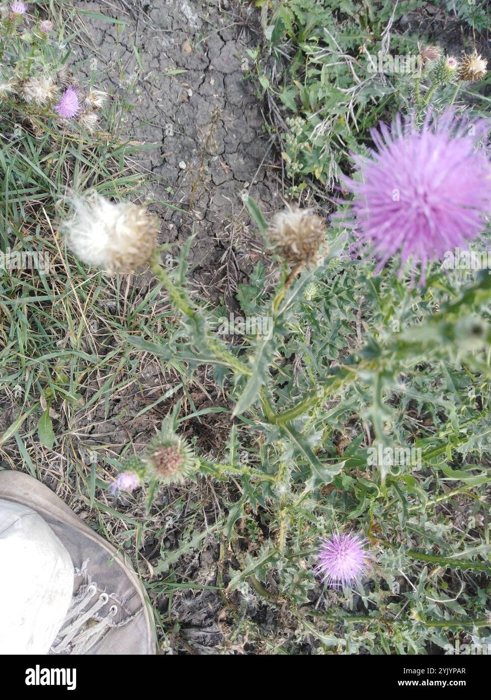 Broad winged thistle hi-res stock photography and images - Alamy